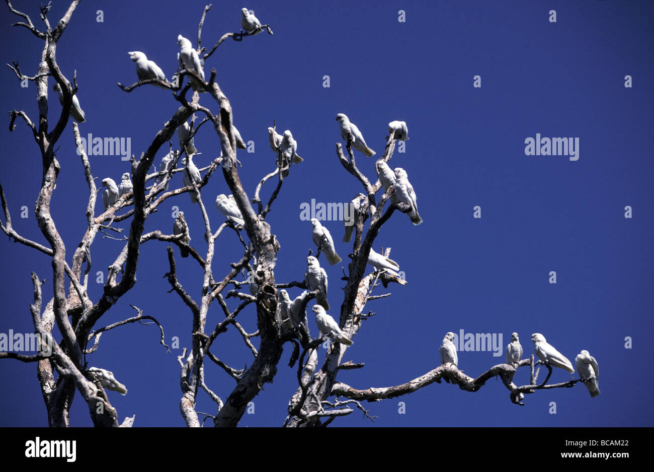 A flock of Little Corella roosting in a dead stag beneath a blue sky ...