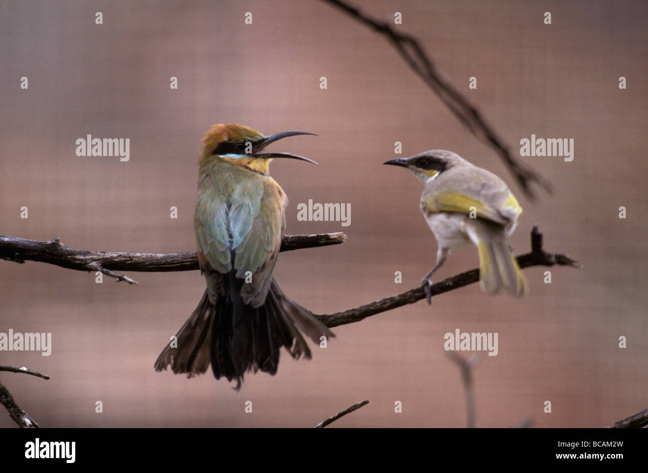 A Rainbow Bee-eater fights with a Singing Honeyeater over territory ...