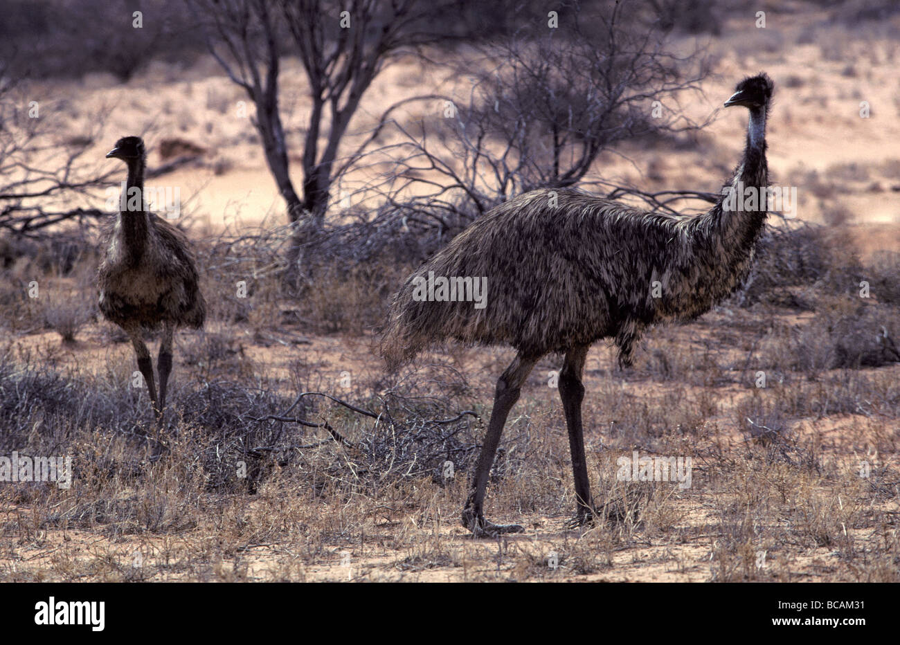 Adult emu chick hi-res stock photography and images - Alamy