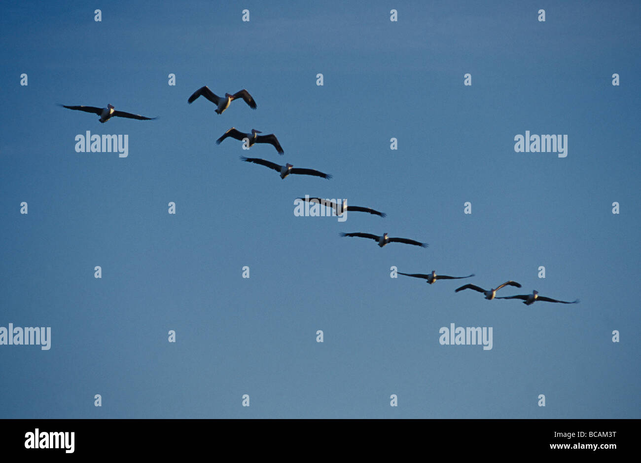 Australian pelican in australia hi-res stock photography and images - Alamy