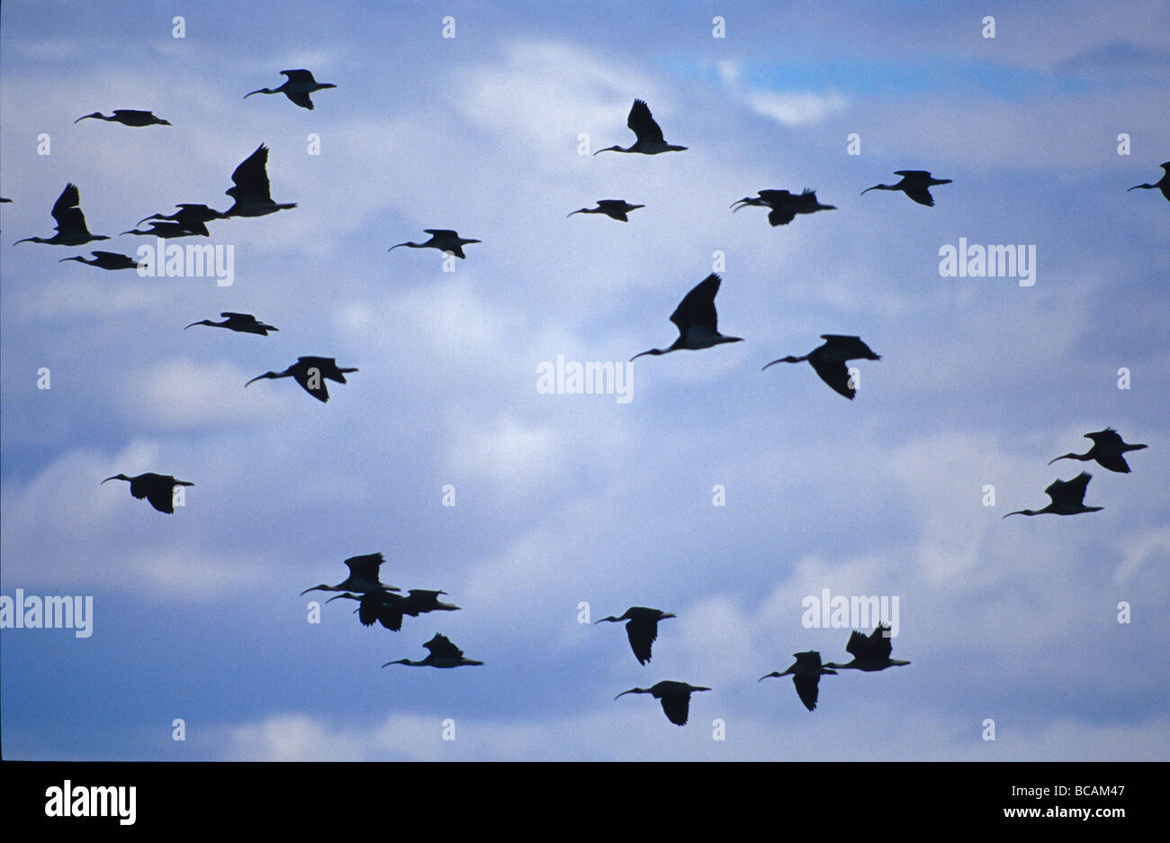 The silhouette of a mixed Sacred and Glossy Ibis flock in flight Stock ...