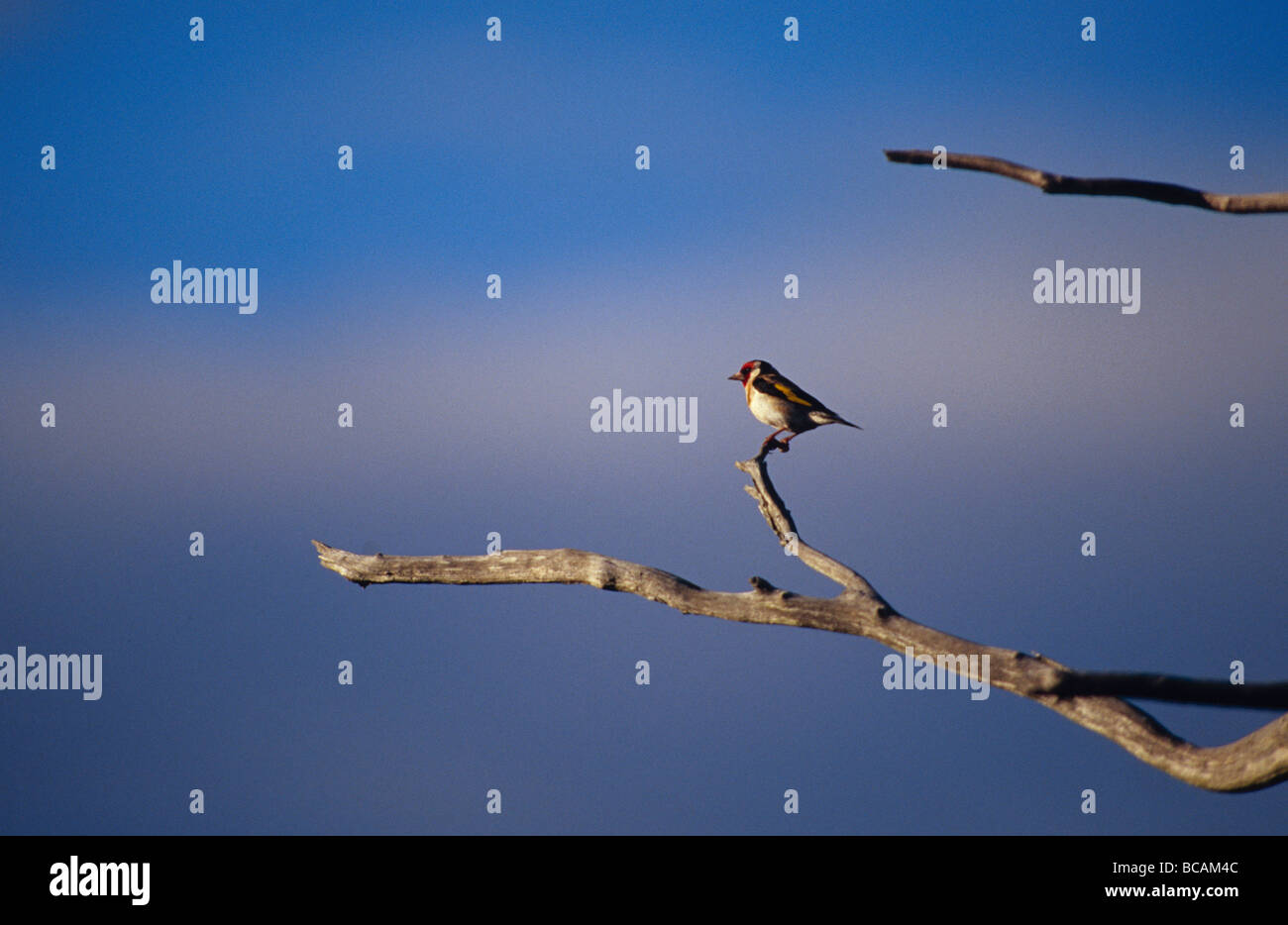 A diminutive male European Gold Finch roosting in a tree Stock Photo ...