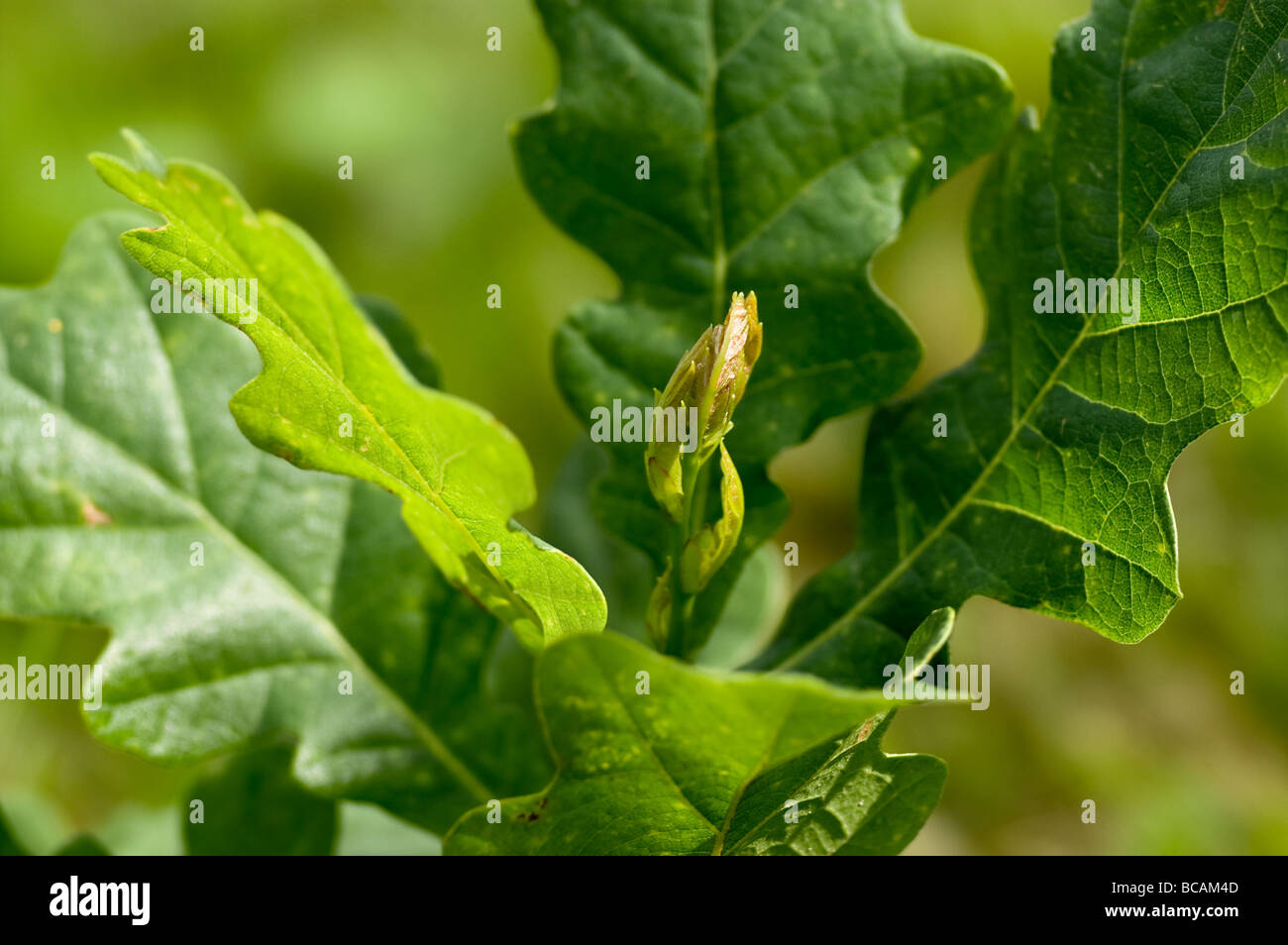 Oak sapling Stock Photo - Alamy