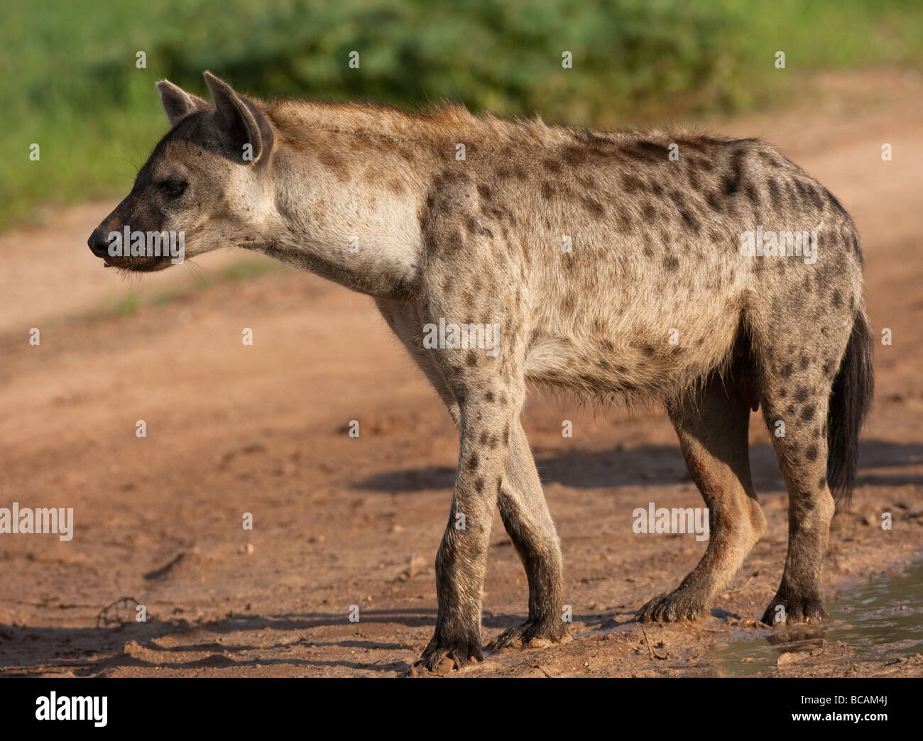 Hayena hi-res stock photography and images - Alamy