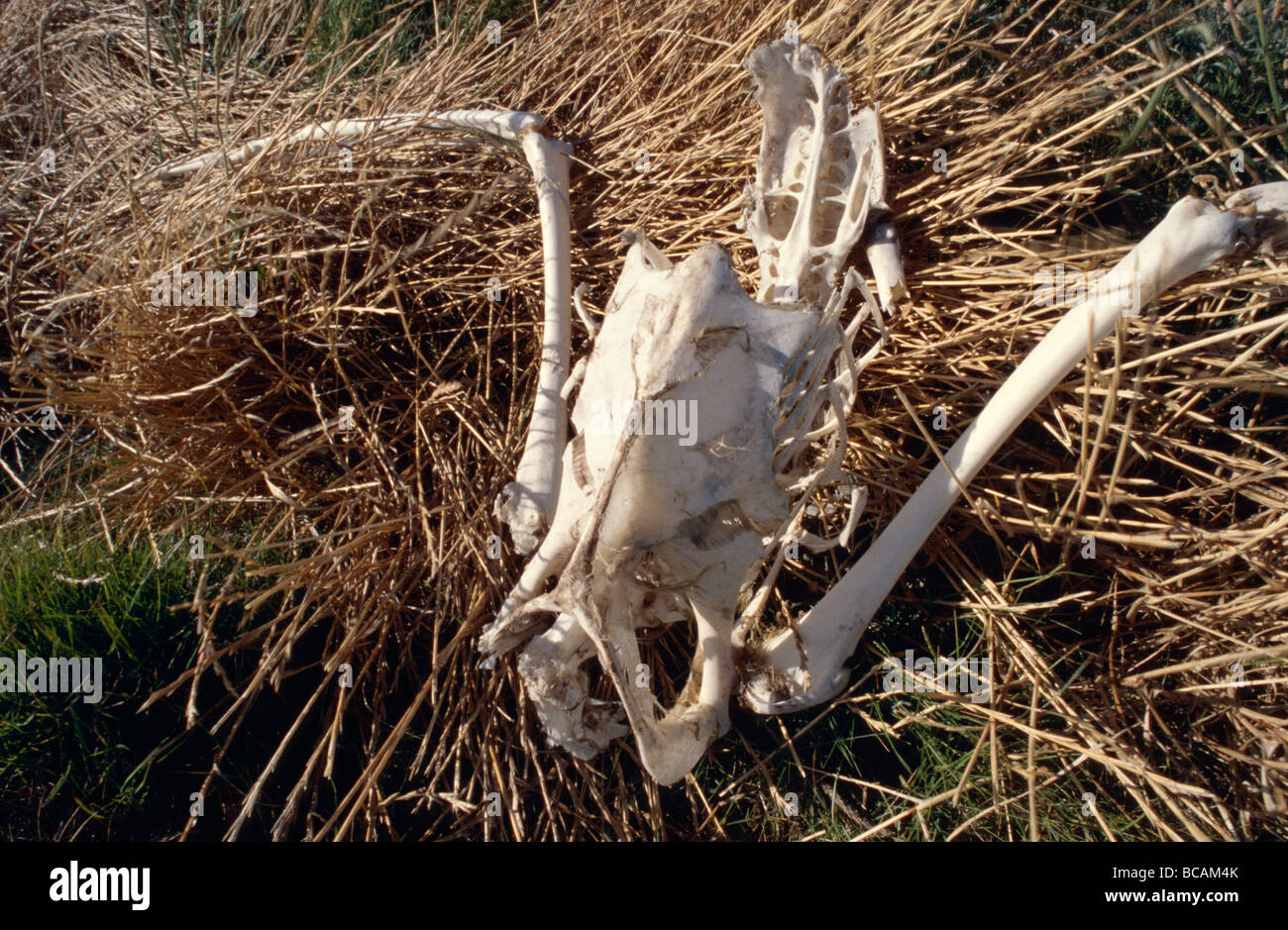 White Pelican Skull