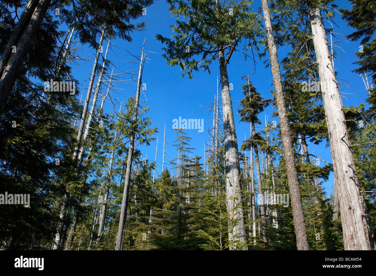 trees and sky Stock Photo - Alamy