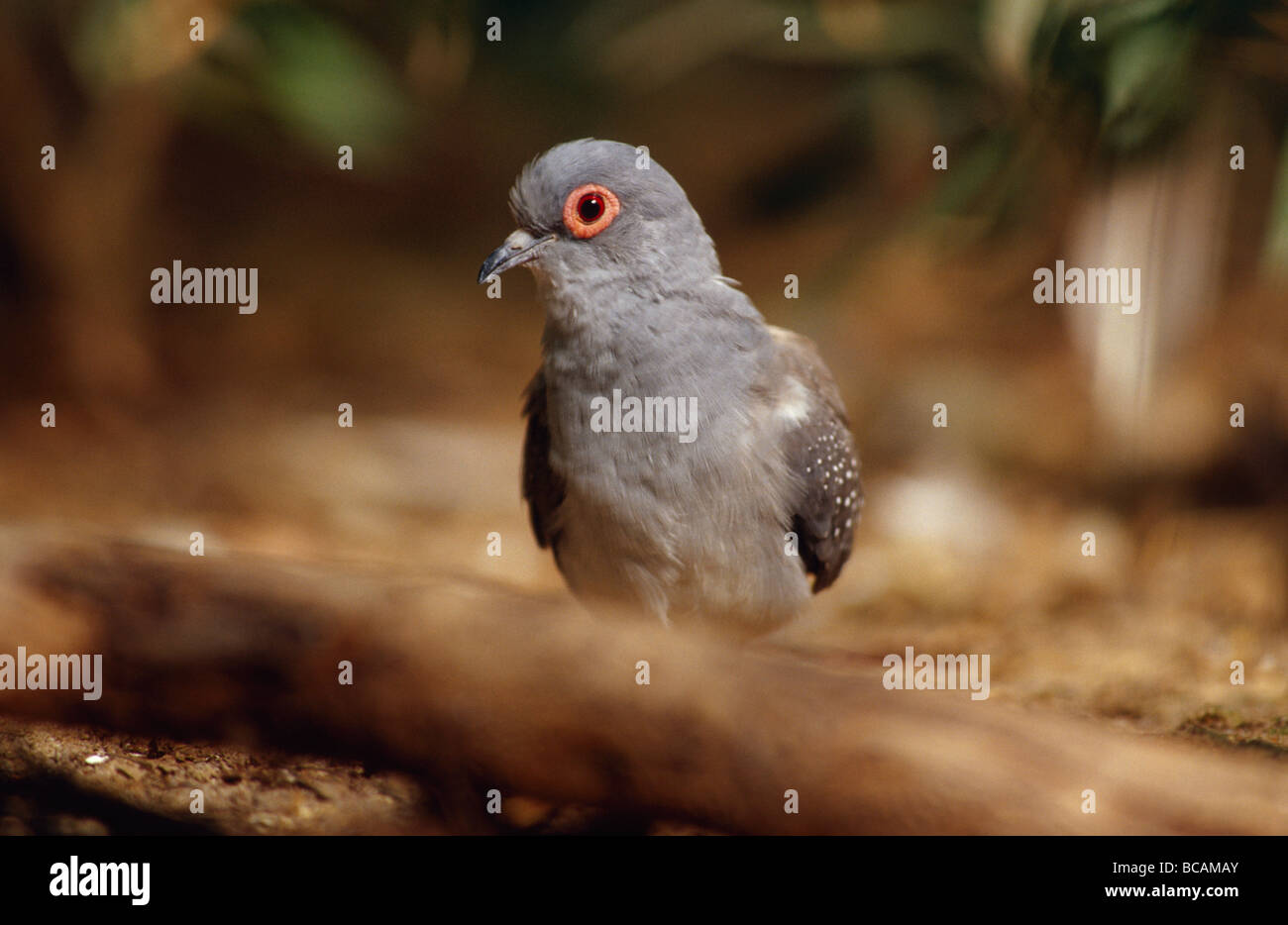 A Diamond Dove with its distinctive red flesh eye marking Stock Photo ...