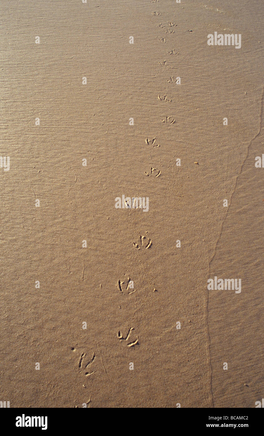 A Gull's foot prints meander along a remote sandy beach Stock Photo - Alamy