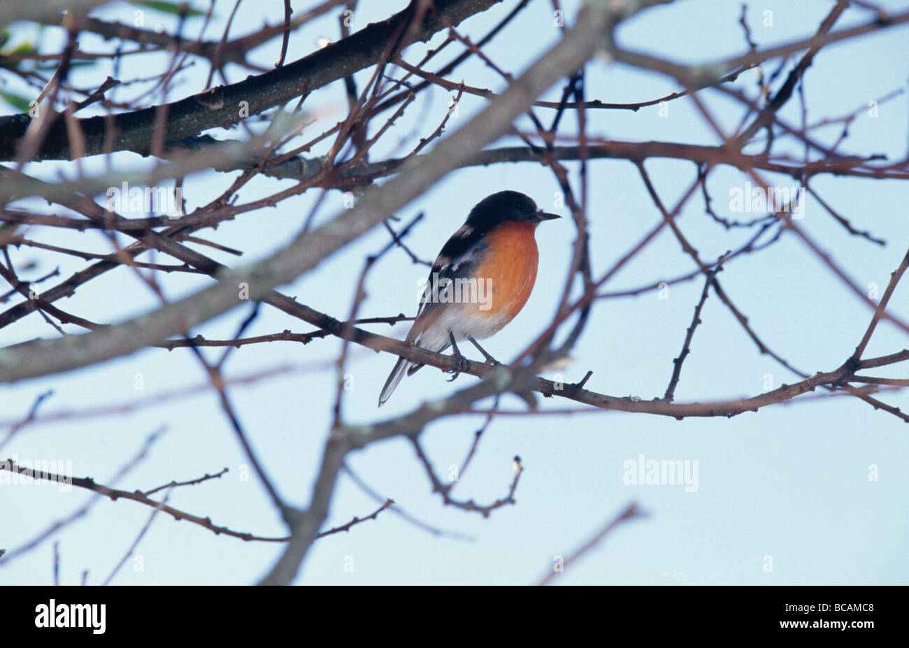 A brightly colored Flame Robin roosting in a coastal shrub tree Stock ...