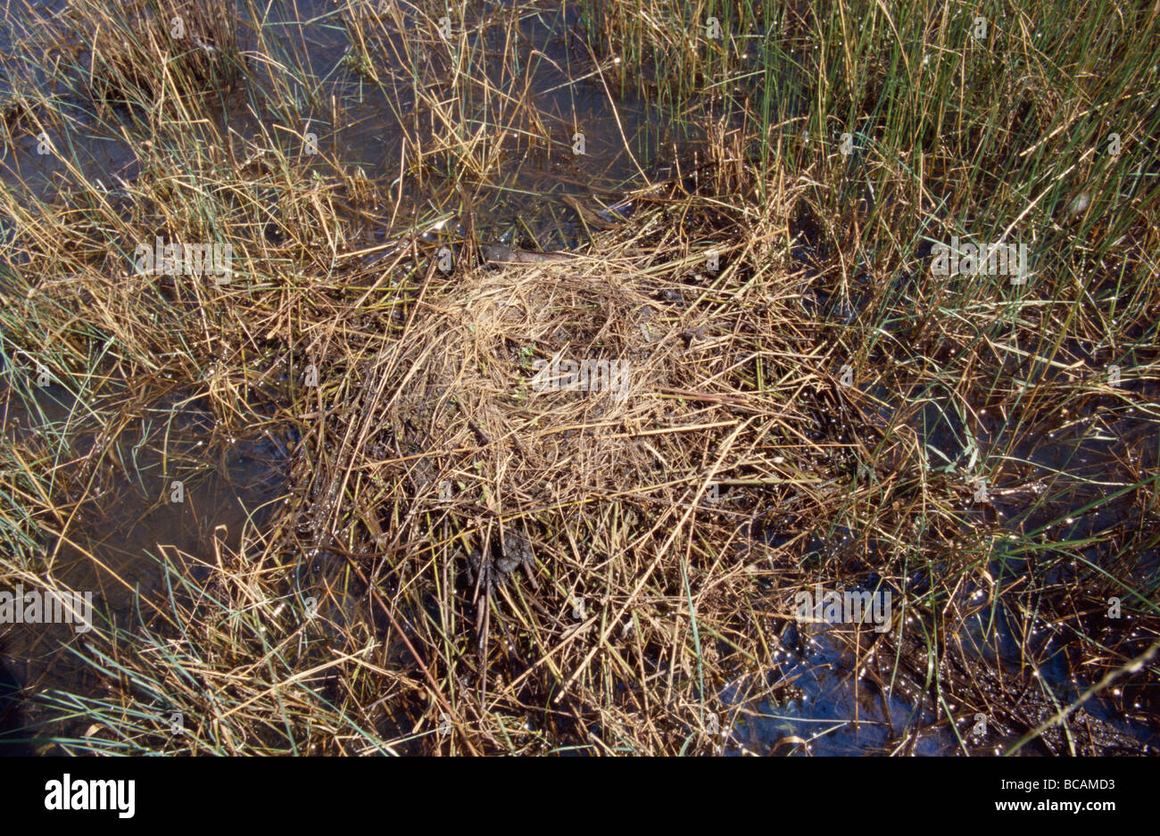 A hidden nest hi-res stock photography and images - Alamy