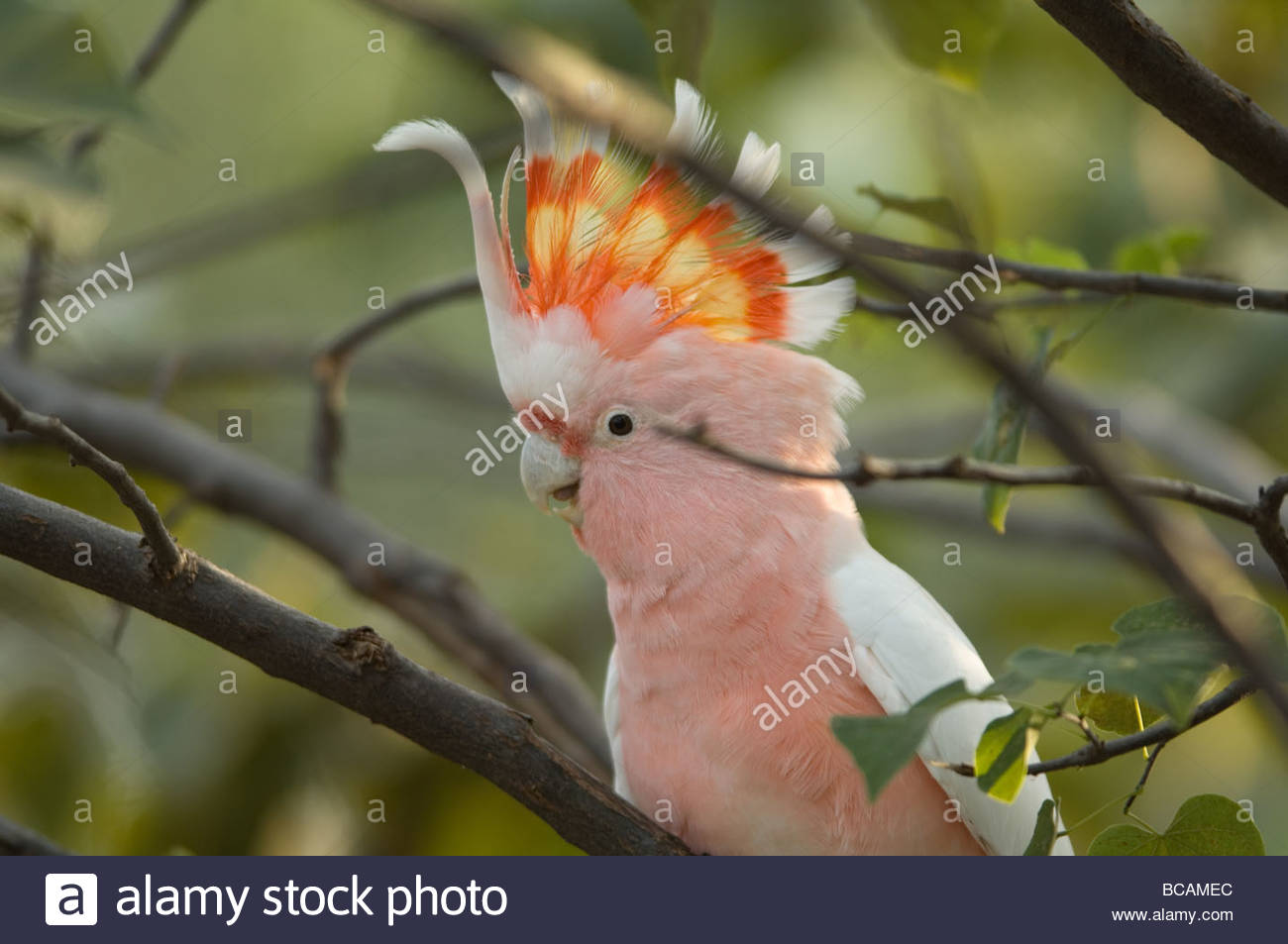 Leadbeaters Stock Photos & Leadbeaters Stock Images - Alamy