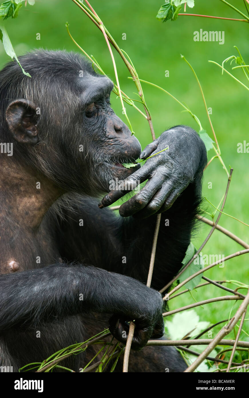 A close up of a Chimpanzee eating leaves off a sapling at Twycross Zoo ...
