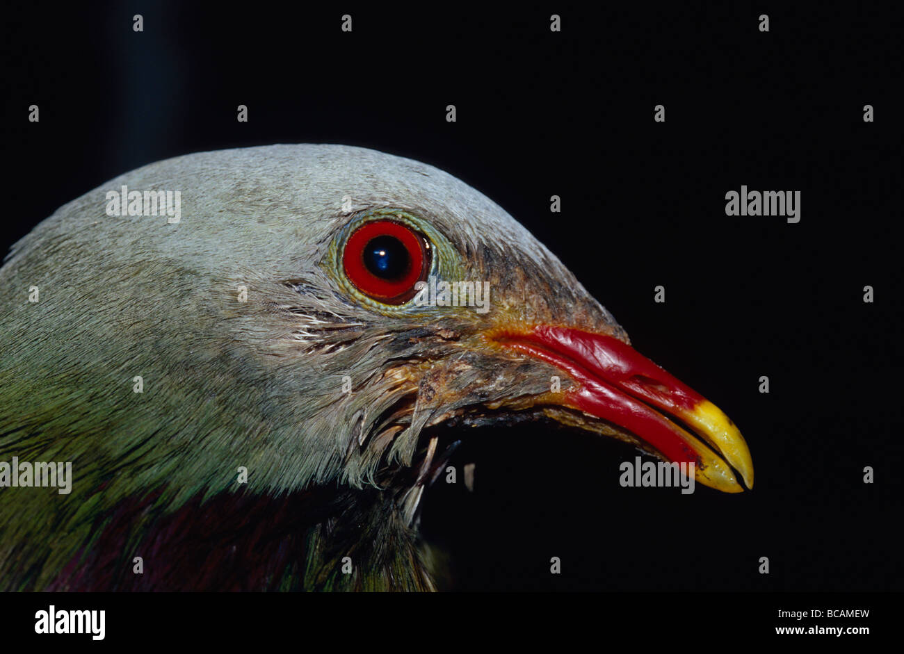 Closeup on the head and brightly colored beak of a Wompoo Fruit Dove ...