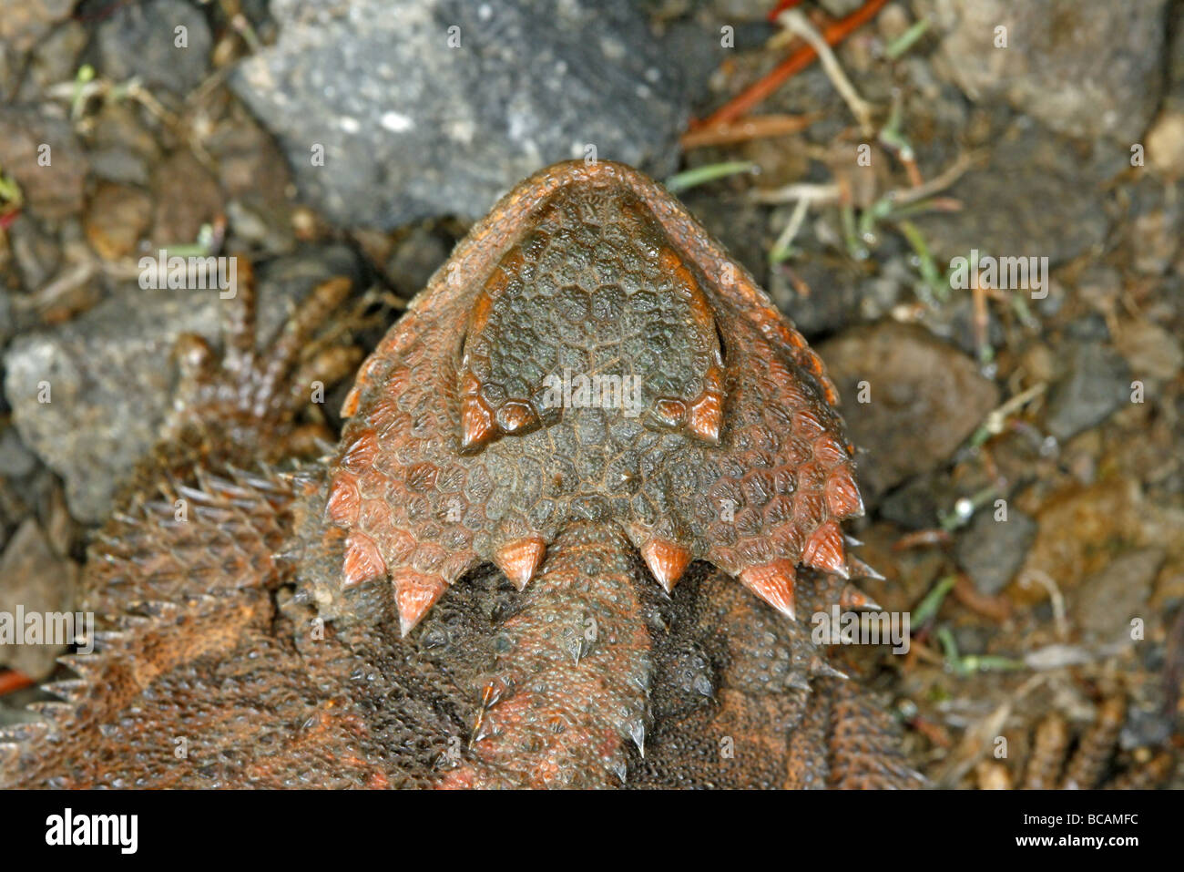 Greater Short-horned Lizard Stock Photo - Alamy