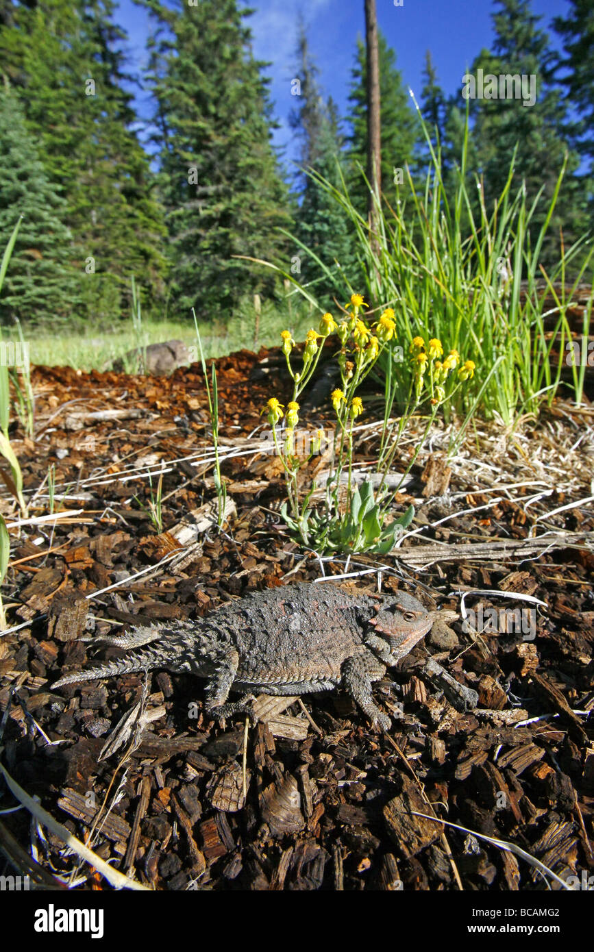 Horned lizard ant hi-res stock photography and images - Alamy