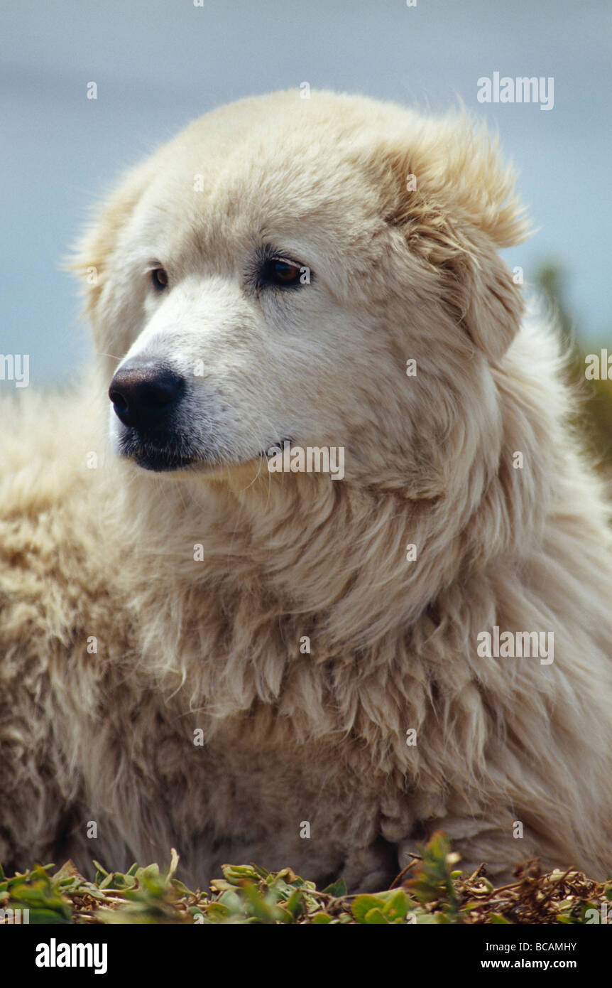 The soft, white, fluffy fur coat of an Italian Sheep Dog, the Mareema ...