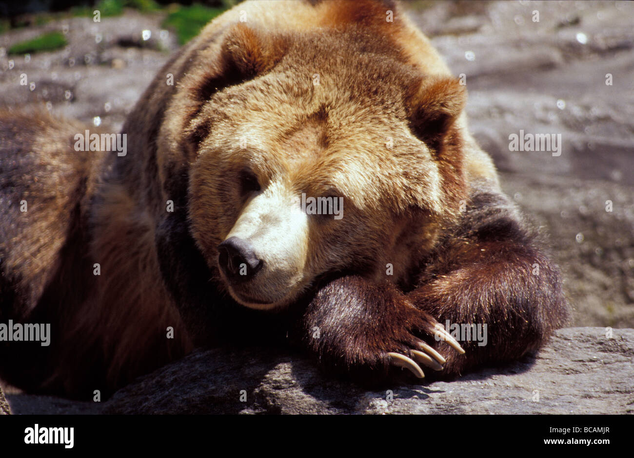 A sleepy Grizzly Bear resting its head on its paws on a rock Stock ...