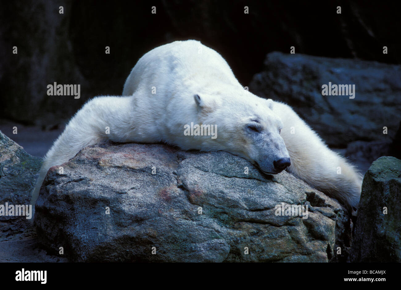 Sprawled out hi-res stock photography and images - Alamy