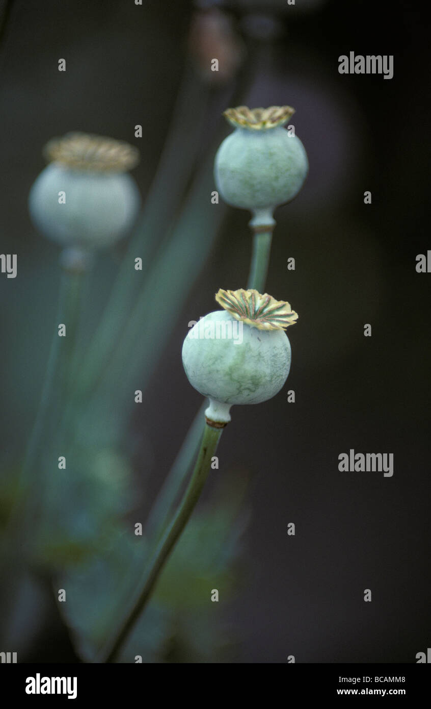A licenced Opium Poppy flower crop growing in Australia for medicines ...