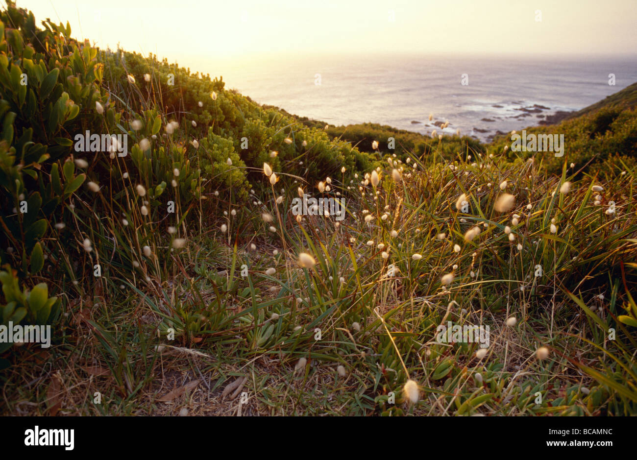 Coastal flowers atop a hill overlooking a calm ocean at sunset Stock ...
