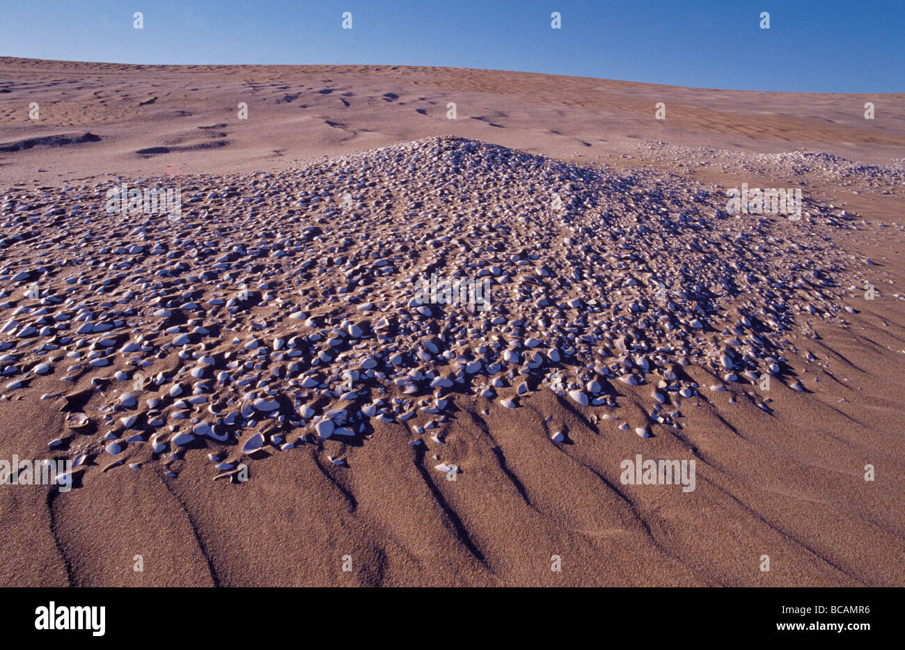 An ancient Aboriginal shell midden on a mobile coastal sand dune Stock ...