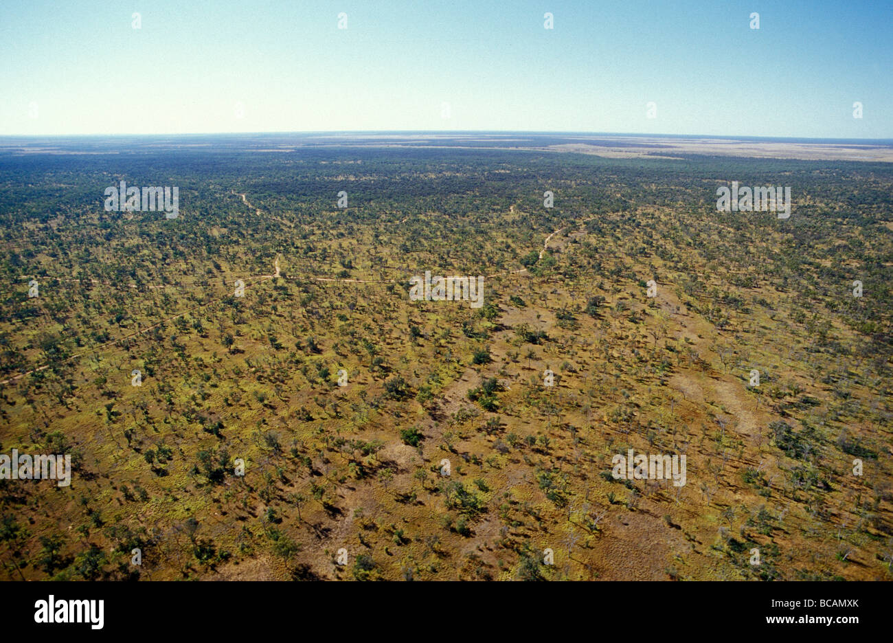 Aerial of threatened Brigalow, Gidgee and Poplar Box tree habitat Stock ...