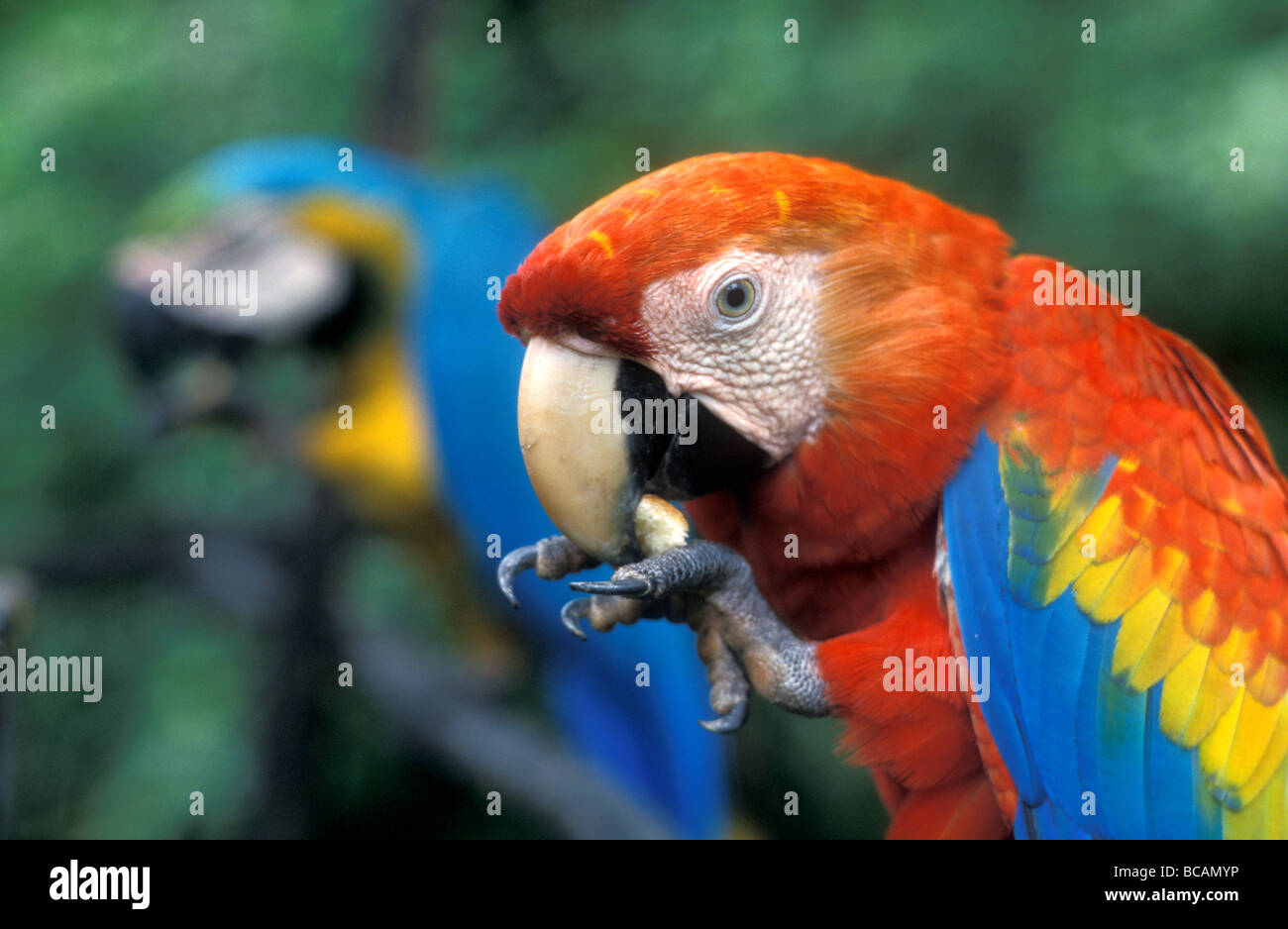 macaws iquitos peru Stock Photo - Alamy