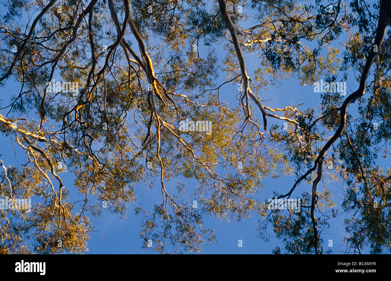 Gum tree canopy hi-res stock photography and images - Alamy