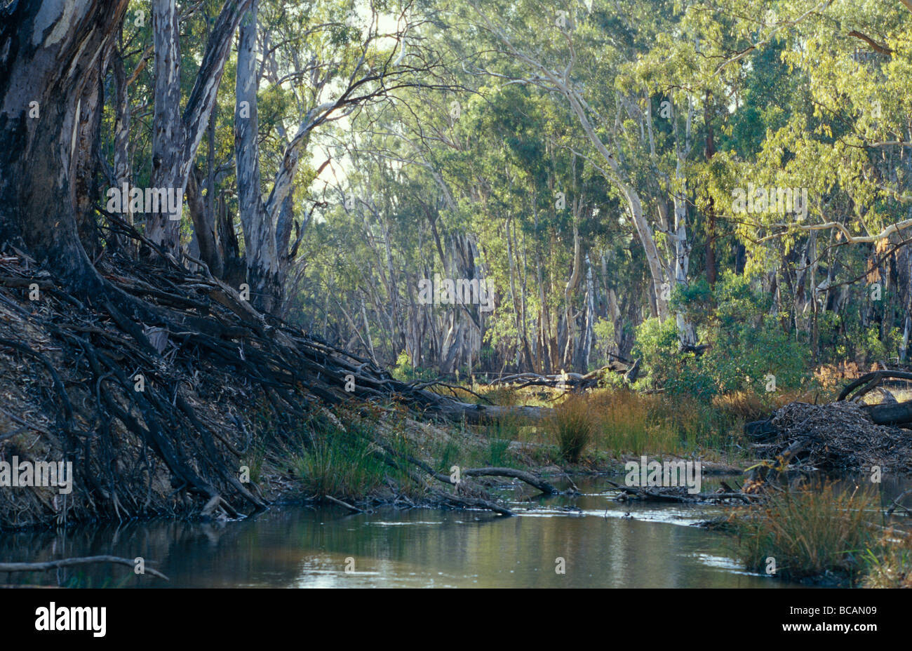 Gentle trees lining hi-res stock photography and images - Alamy
