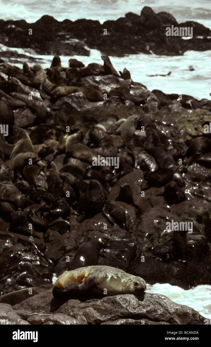 Colony of seals basking on the rocks hi-res stock photography and ...
