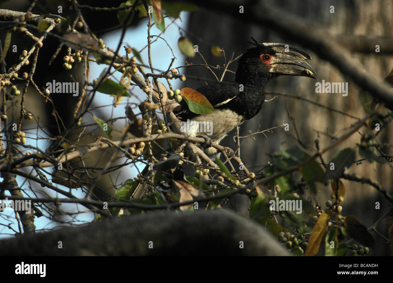 A feeding Trumpeter Hornbill with fruit in its huge beak Stock Photo ...