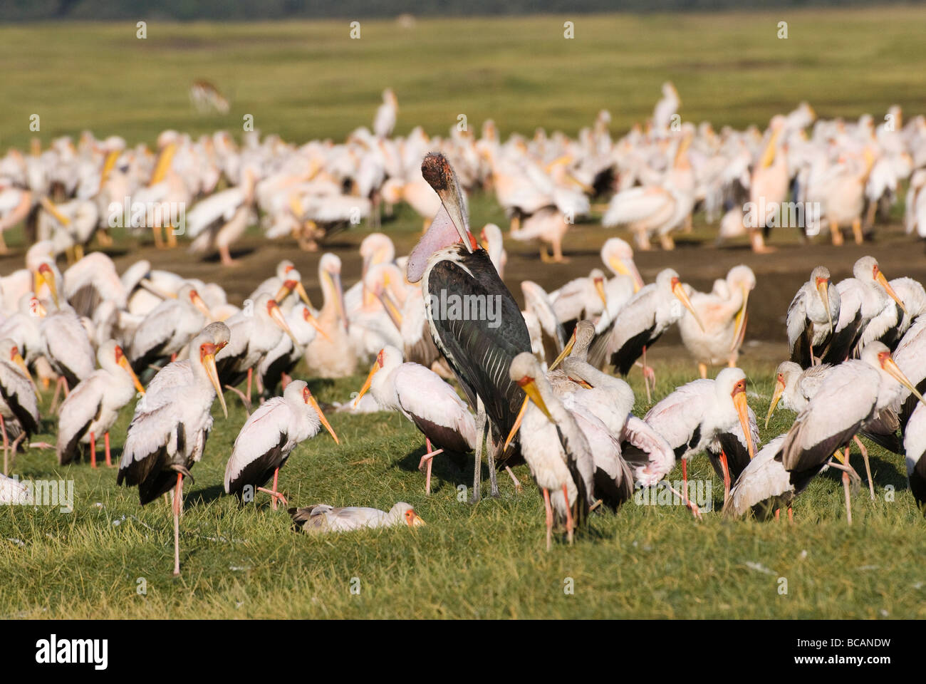 Marabou stork africa hi-res stock photography and images - Alamy
