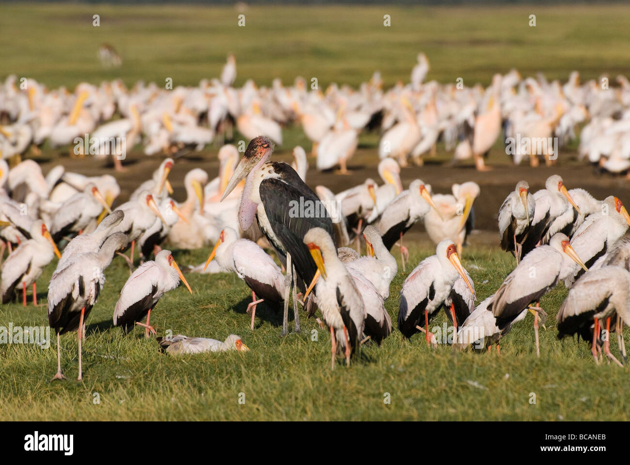 colony of Yellow billed Stork one Marabou Stork between Mycteria ibis ...