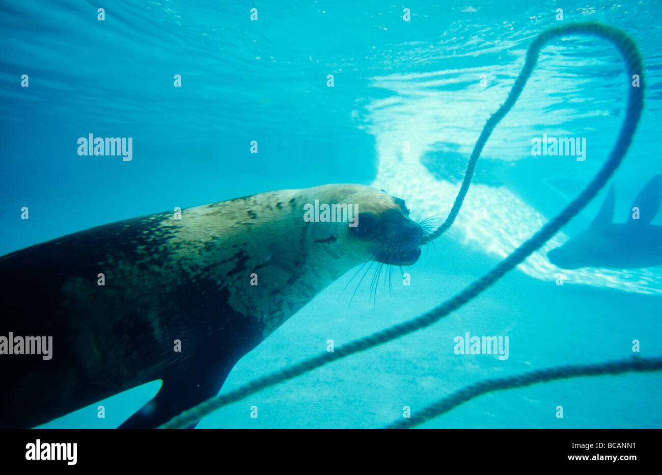 Australian fur seal underwater hi-res stock photography and images - Alamy