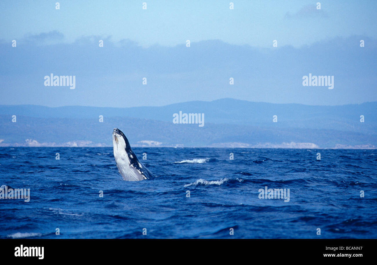 A majestic Vulnerable Humpback Whale calf breaching off the coast Stock ...
