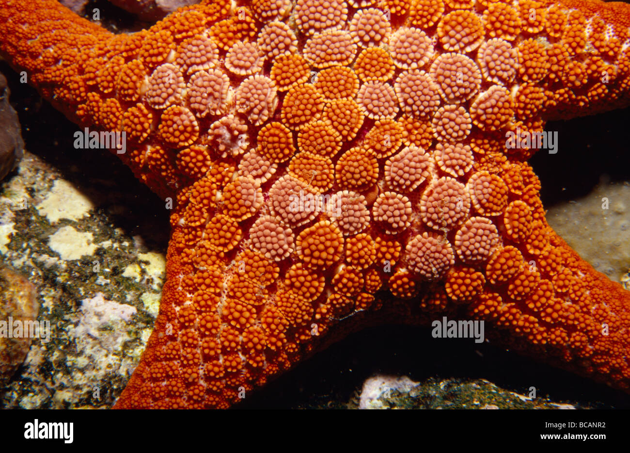 Calcareous nodules hi-res stock photography and images - Alamy