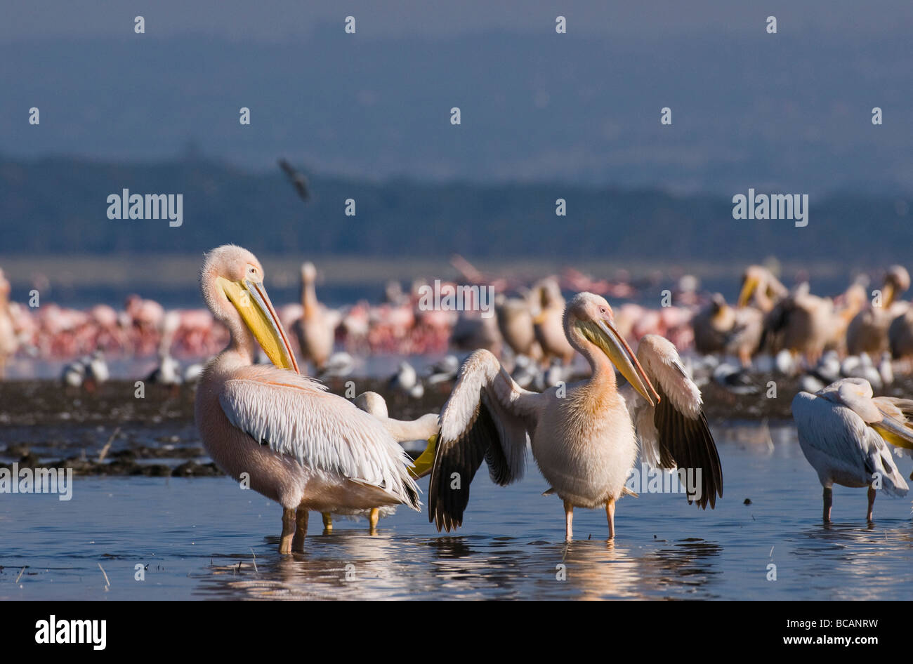 great white Pelican PELECANUS ONOCROTALUS NAKURU NATIONAL PARK KENYA ...