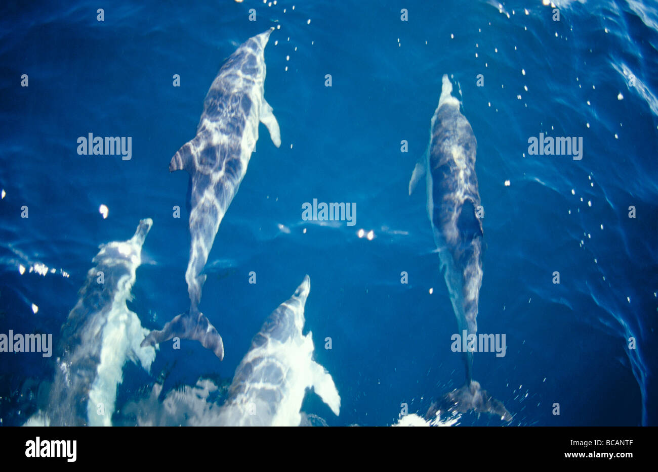 A pod of Common Dolphins swimming beneath the ocean surface Stock Photo ...