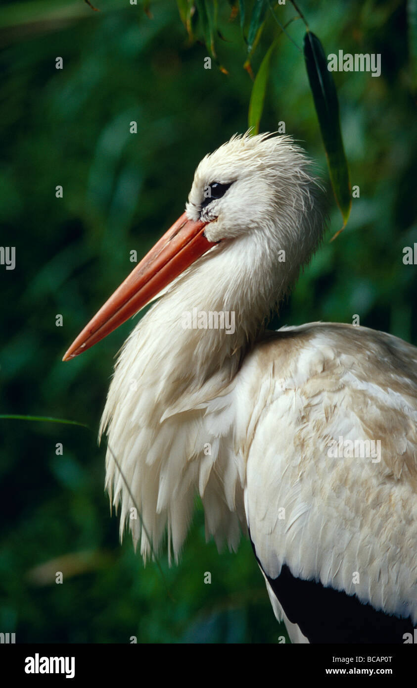 Profile of a fluffed-up European White Stork in a wetland Stock Photo ...
