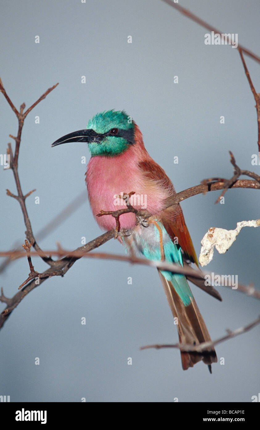 The bright pink and green feather plumage of a Carmine Bee-Eater Stock ...