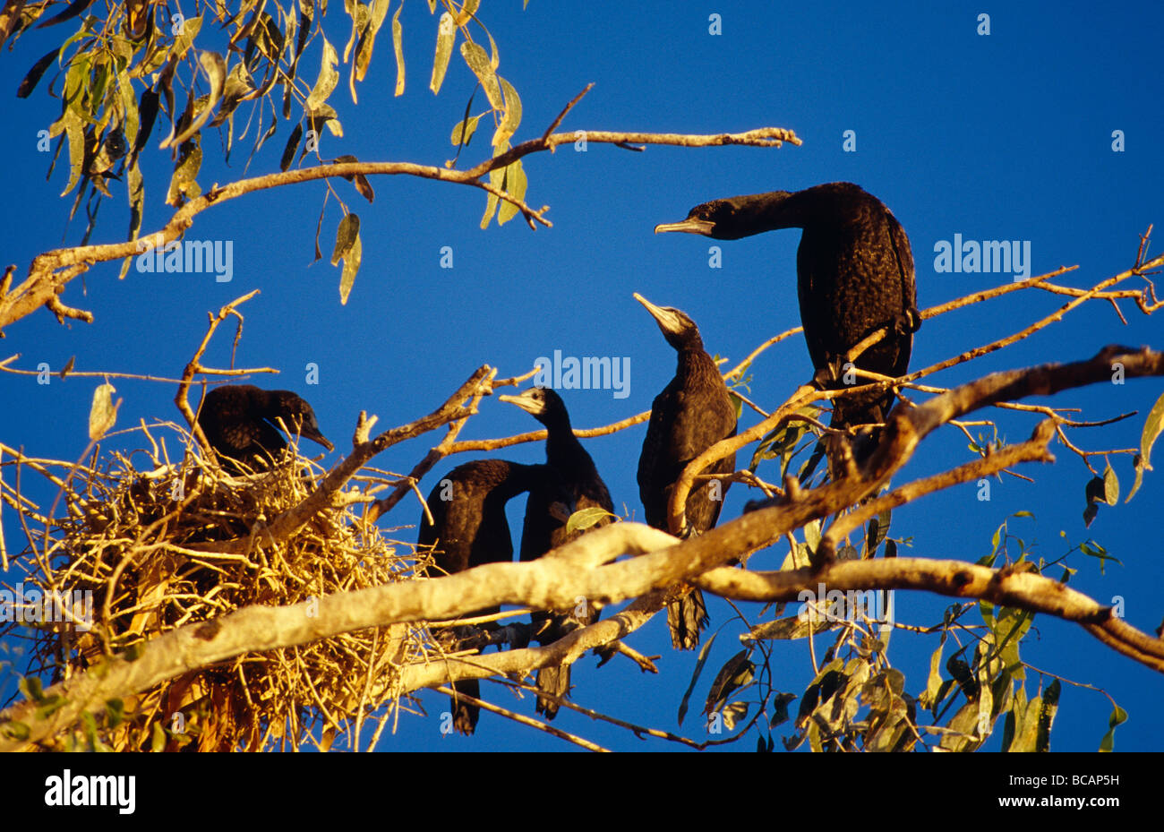 A Great Cormorant nesting colony with a chick roosting in a nest Stock ...