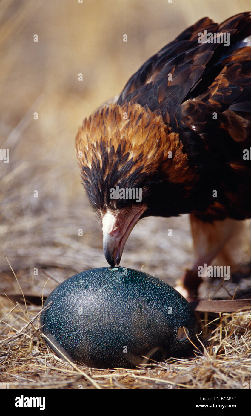 Black breasted buzzard egg hi-res stock photography and images - Alamy