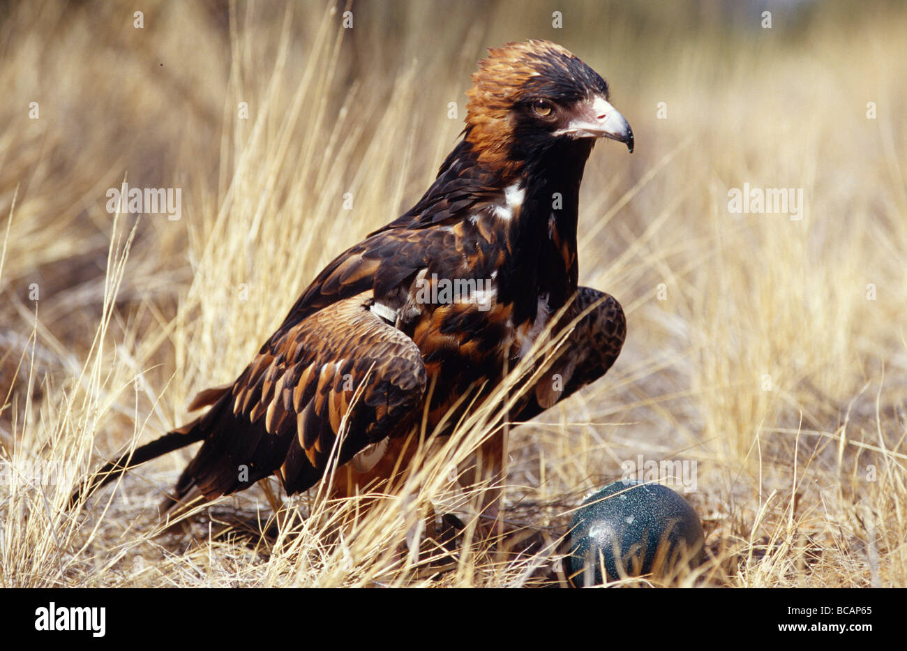 A Black-Breasted Buzzard breaking an Emu egg with a rock to feed Stock ...