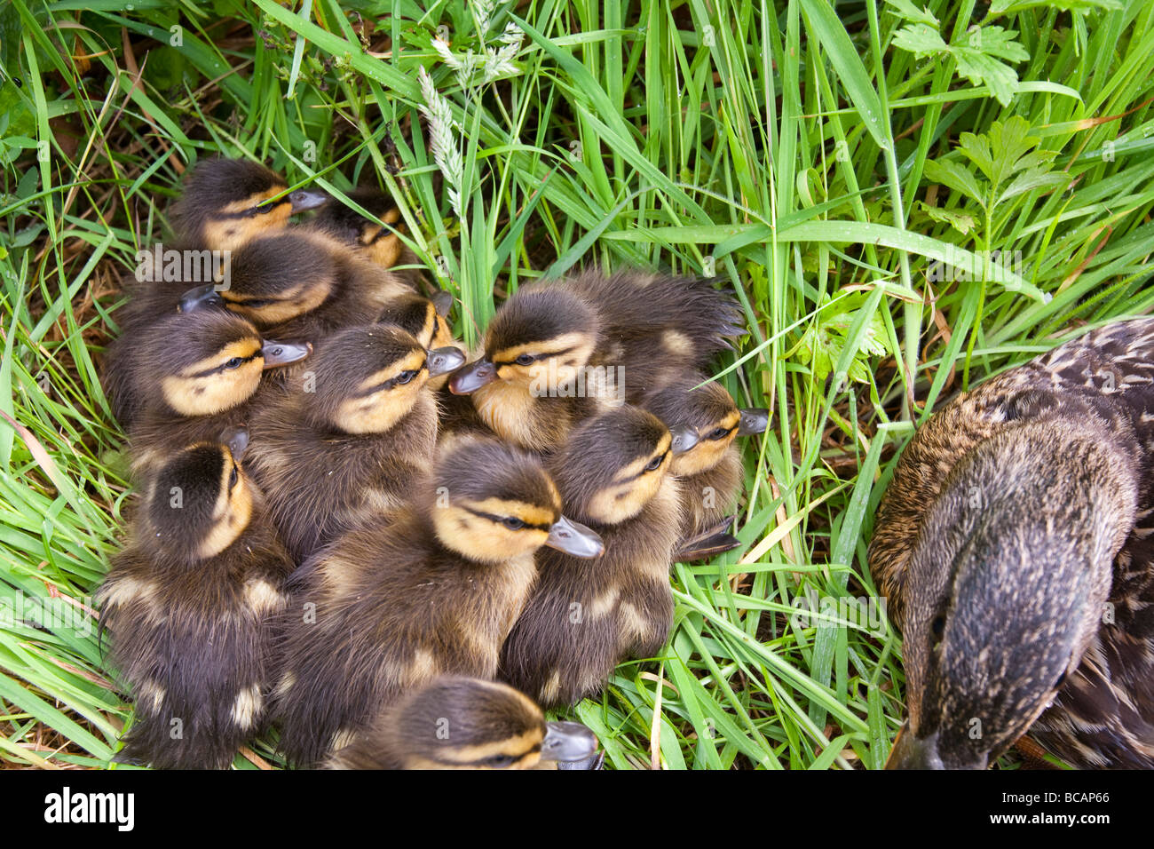 A female Mallard with her newly hatched chicks on Walney Island Cumbria ...