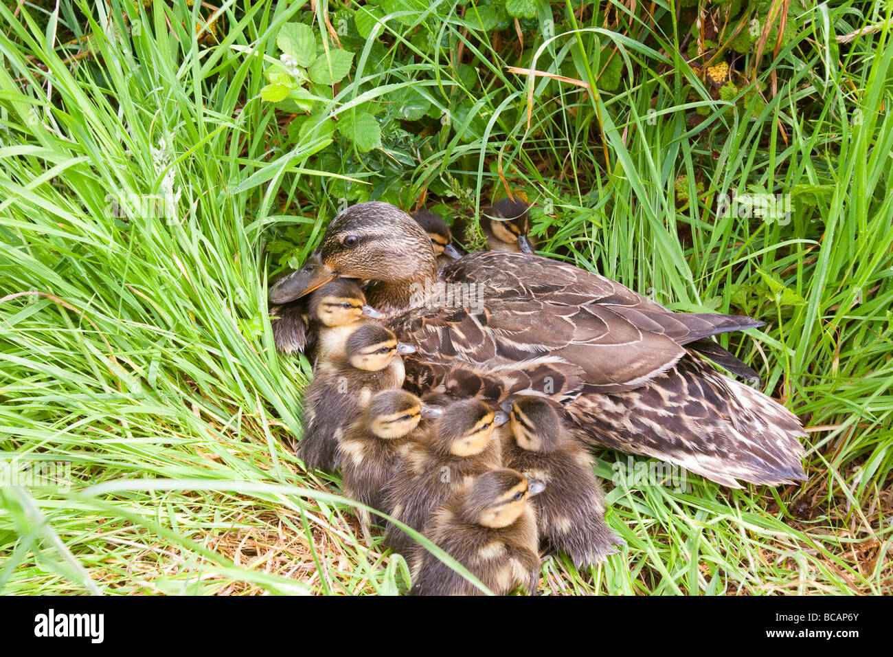 Female mallard duck brood ducklings hi-res stock photography and images ...
