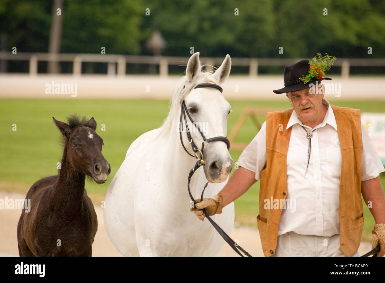 Lipizzaner mare foal hi-res stock photography and images - Alamy