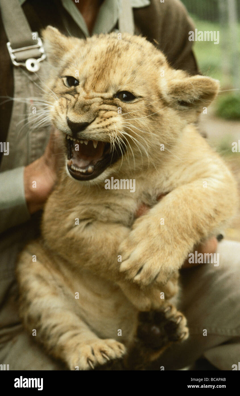 Smiling Baby Lion