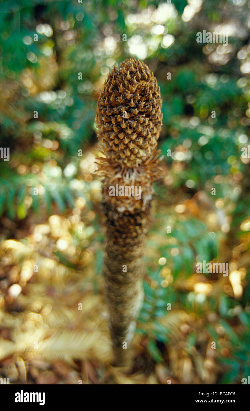 The Central Australian Zannia Cycad, Macrozamia Macdonnellii Stock ...