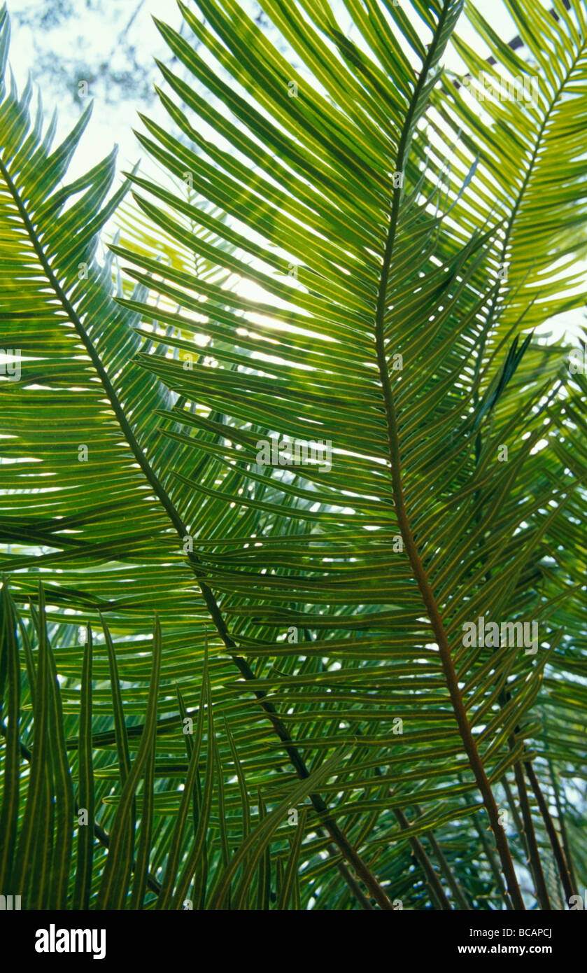 The verdant green fronds of a Central Australian Zannia Cycad Stock ...
