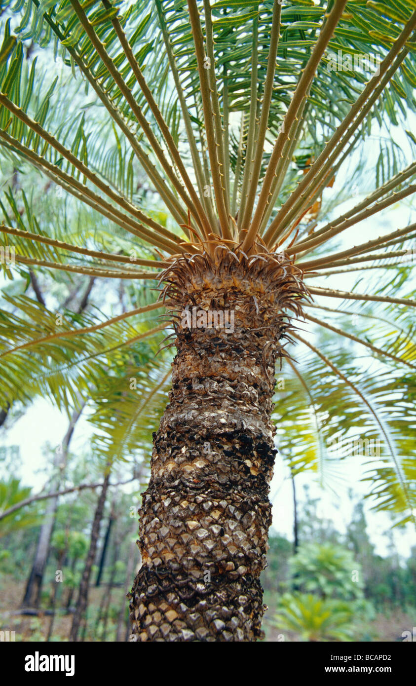 The trunk and fronds of a Central Australian Zannia Cycad Stock Photo ...